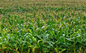 13 Days of Halloween, No. 5: Spooky corn mazes in Manitoba – Vacay.ca