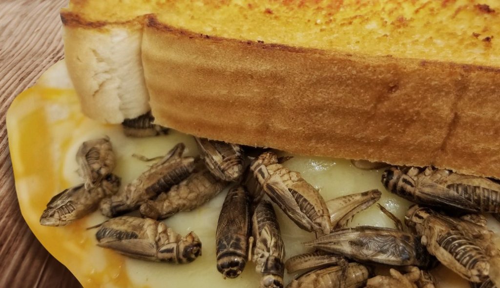 Crickets, Kangaroo Pizza at Stampede – Vacay.ca