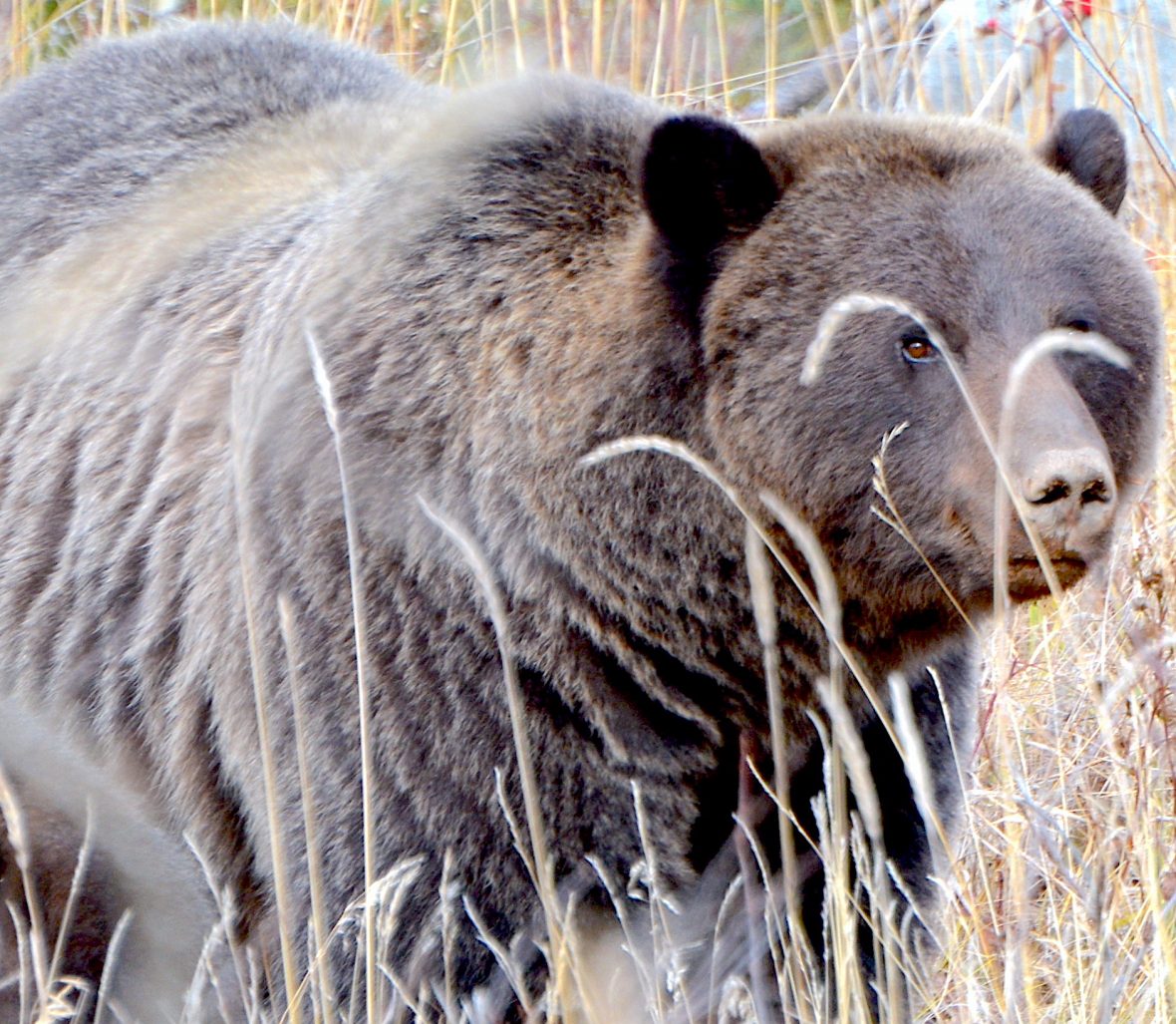A Canadian Safari Experience in Jasper National Park – Vacay.ca